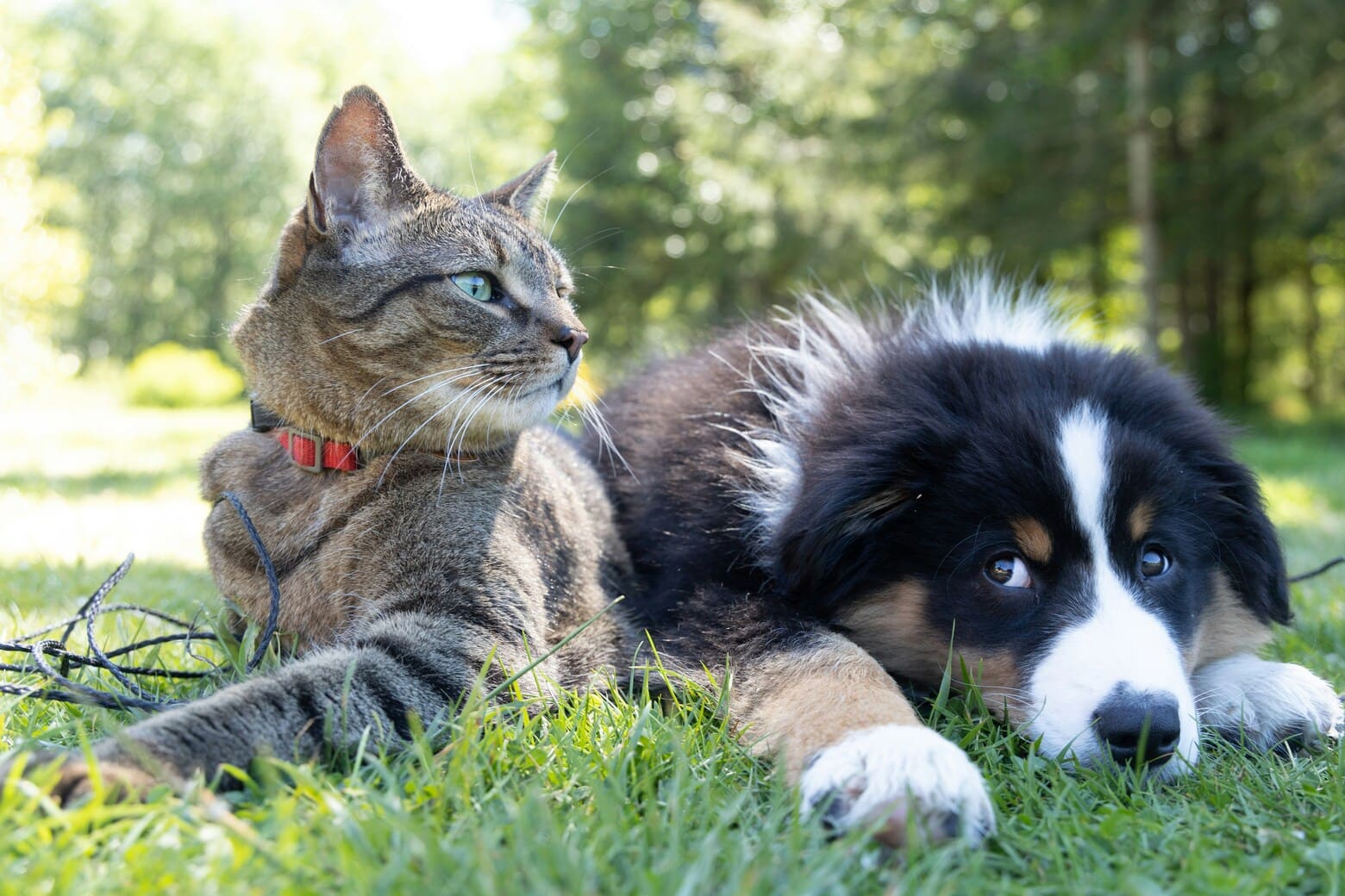 Vets & Pets Marketing, Events & Awareness Days Calendar 2026